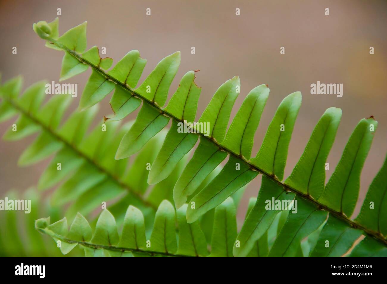 Boston fern hi-res stock photography and images - Alamy