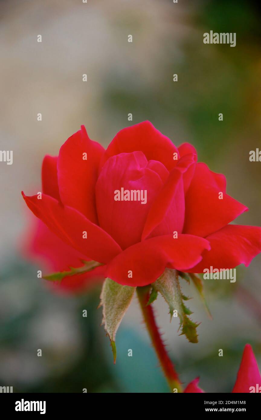 Rose garden full beautiful hi-res stock photography and images - Alamy