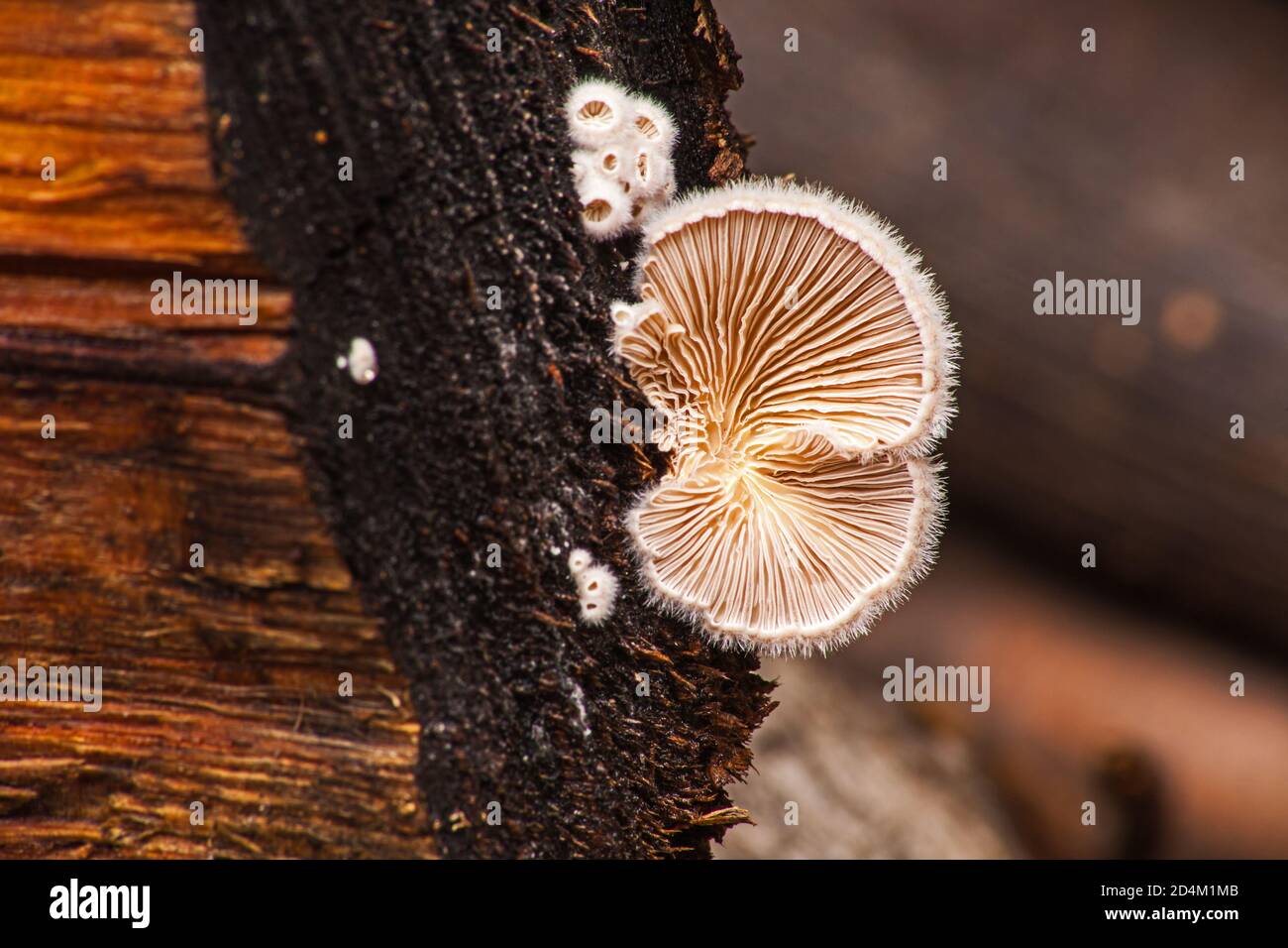 Schizophyllum High Resolution Stock Photography and Images - Alamy