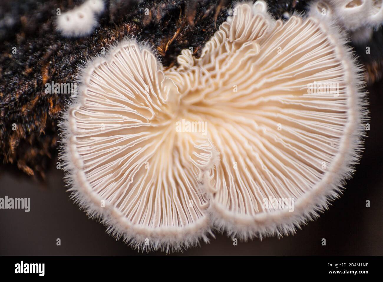 Gill Mushroom High Resolution Stock Photography and Images - Alamy