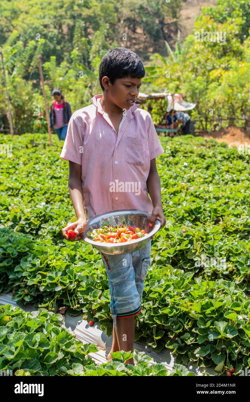 Strawberry village india hi-res stock photography and images - Alamy