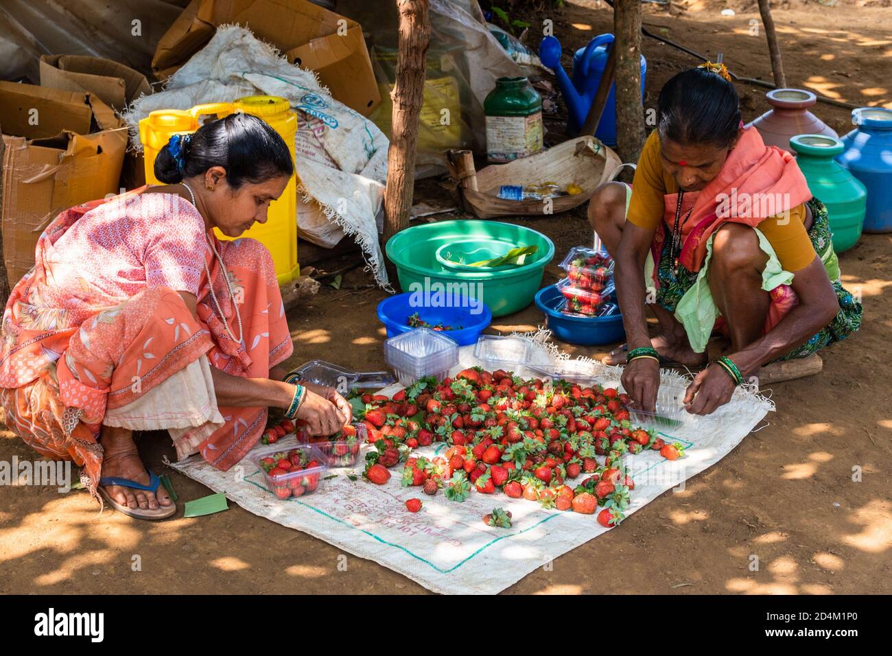 Strawberry village india hi-res stock photography and images - Alamy