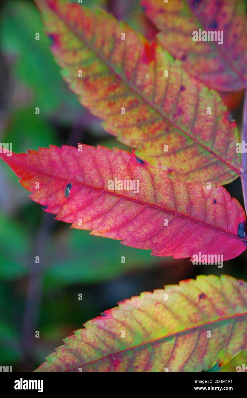 Fall color coming early in the season with bright red sumac leaves ...