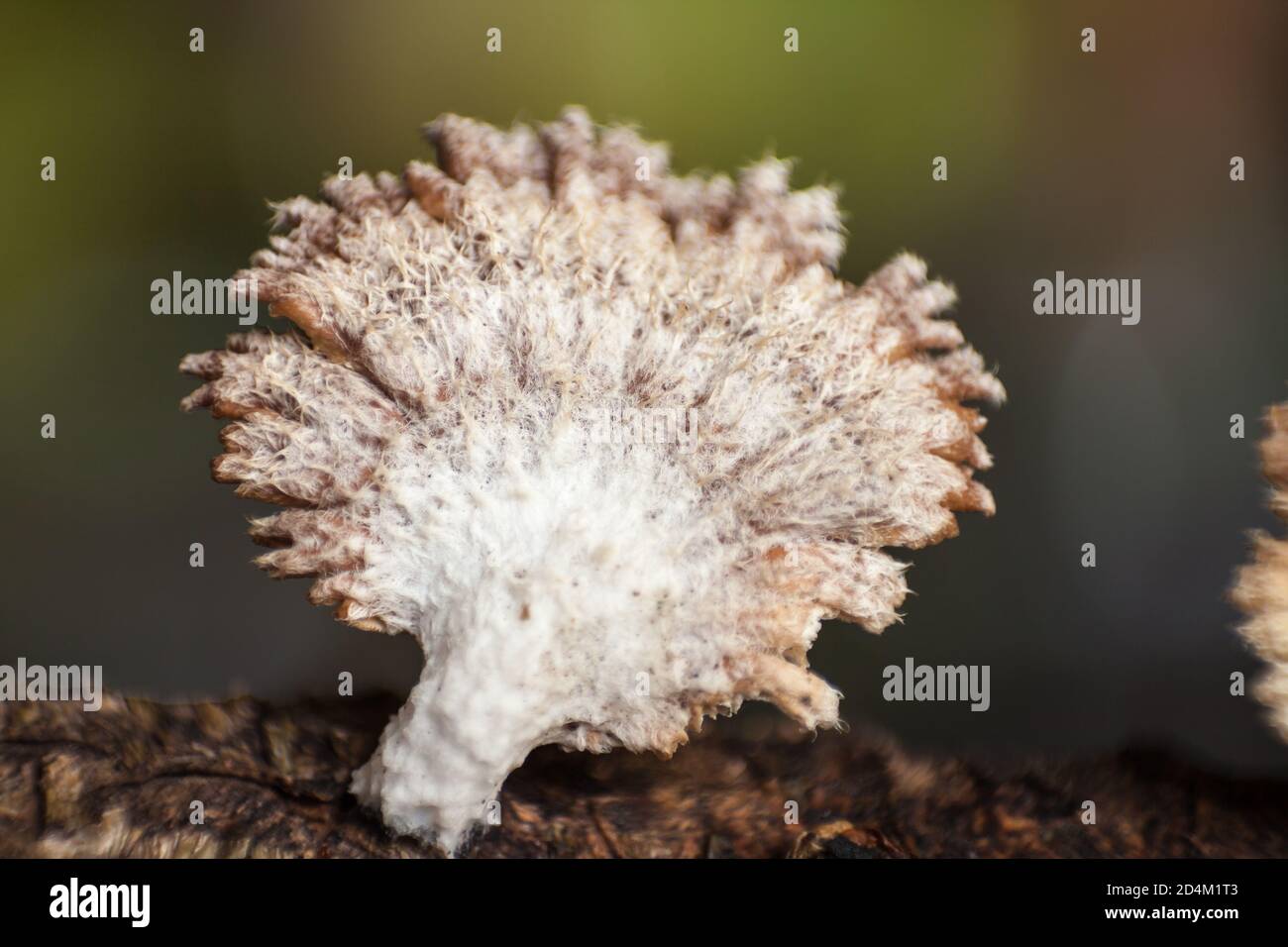 Schizophyllum commune the split gill mushroom 8534 Stock Photo - Alamy