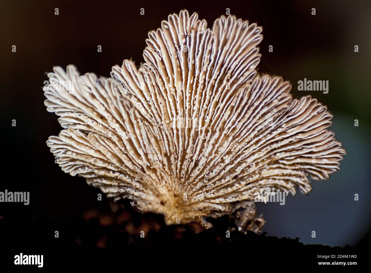 Schizophyllum commune the split gill mushroom 8536 Stock Photo - Alamy