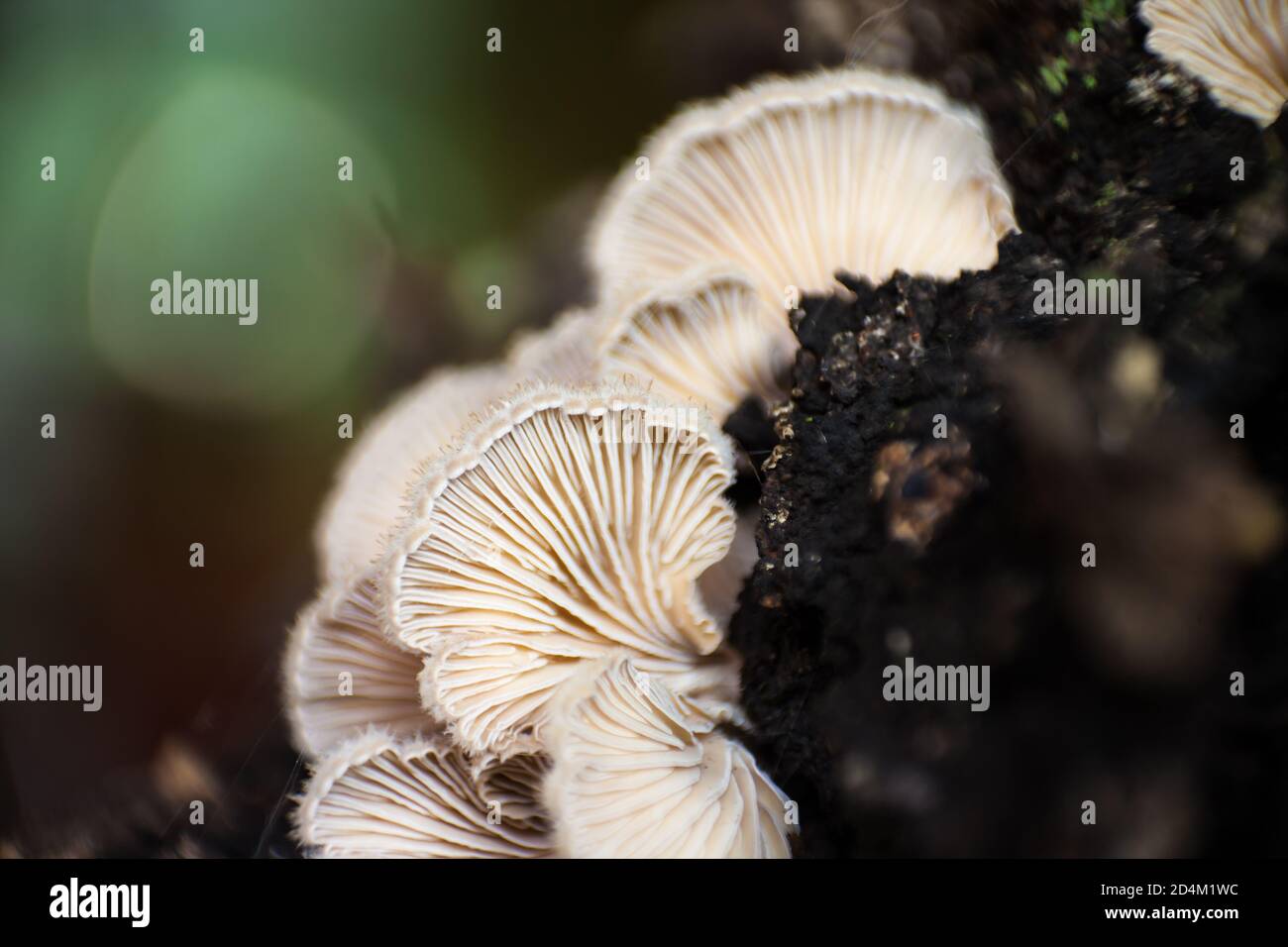 Schizophyllum commune the split gill mushroom 8544 Stock Photo - Alamy