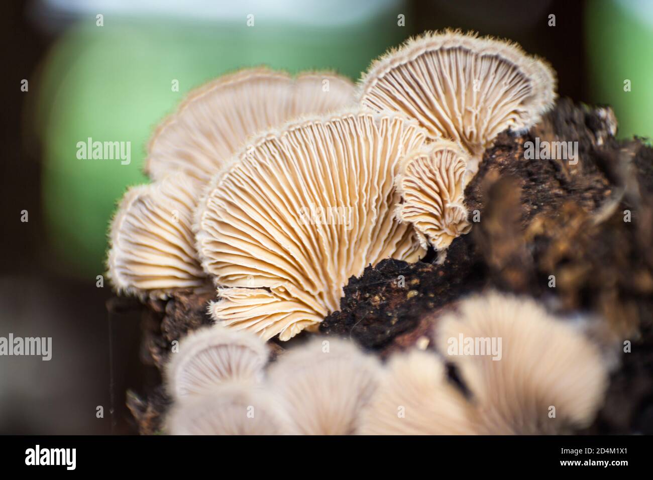 Schizophyllum commune the split gill mushroom 8546 Stock Photo - Alamy