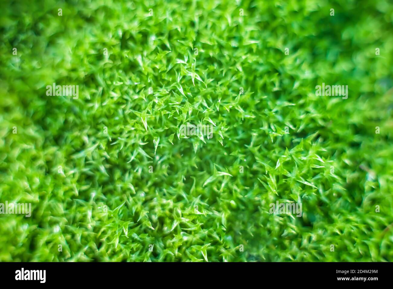 Sharp edges plant hi-res stock photography and images - Alamy