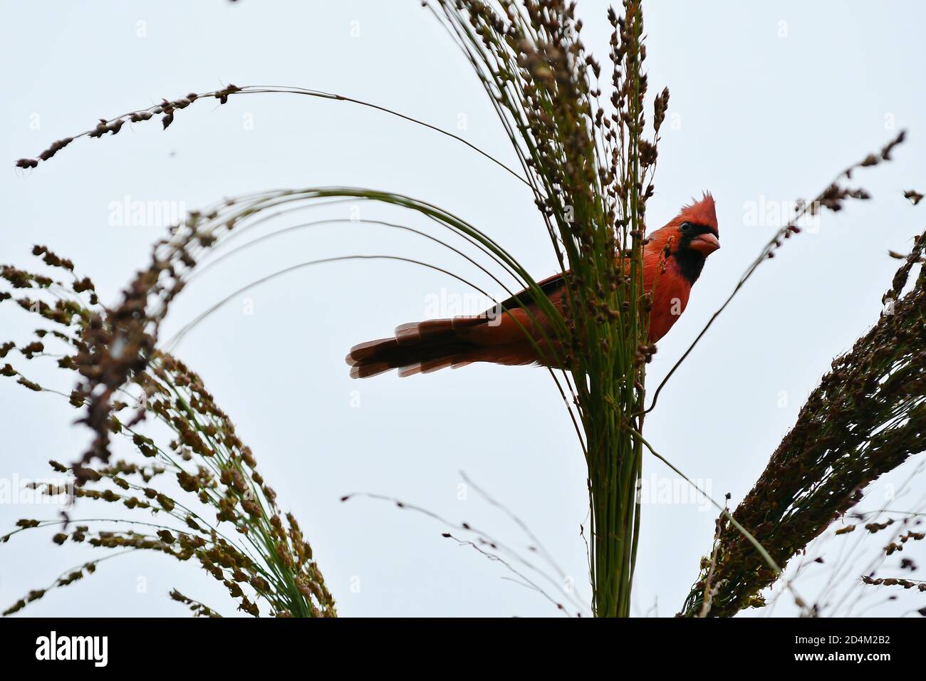 Masked cardinal hi-res stock photography and images - Alamy