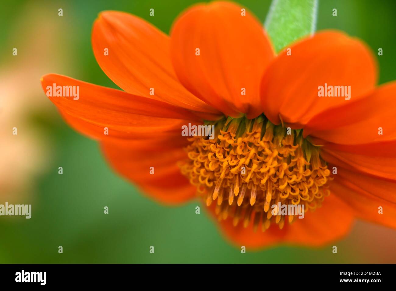 macro of Mexican Sunflower tilted over Stock Photo - Alamy
