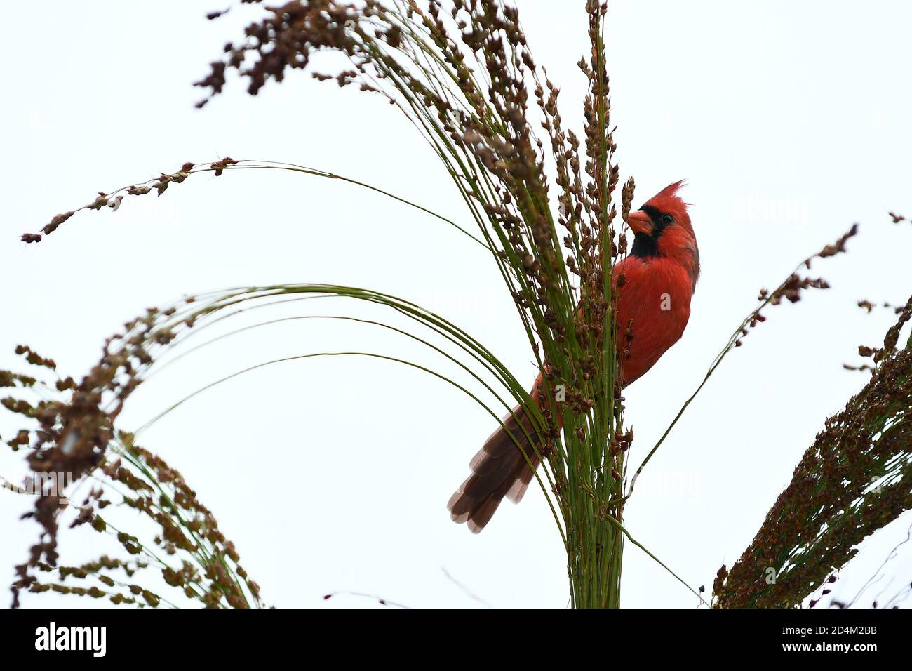 Masked cardinal hi-res stock photography and images - Alamy