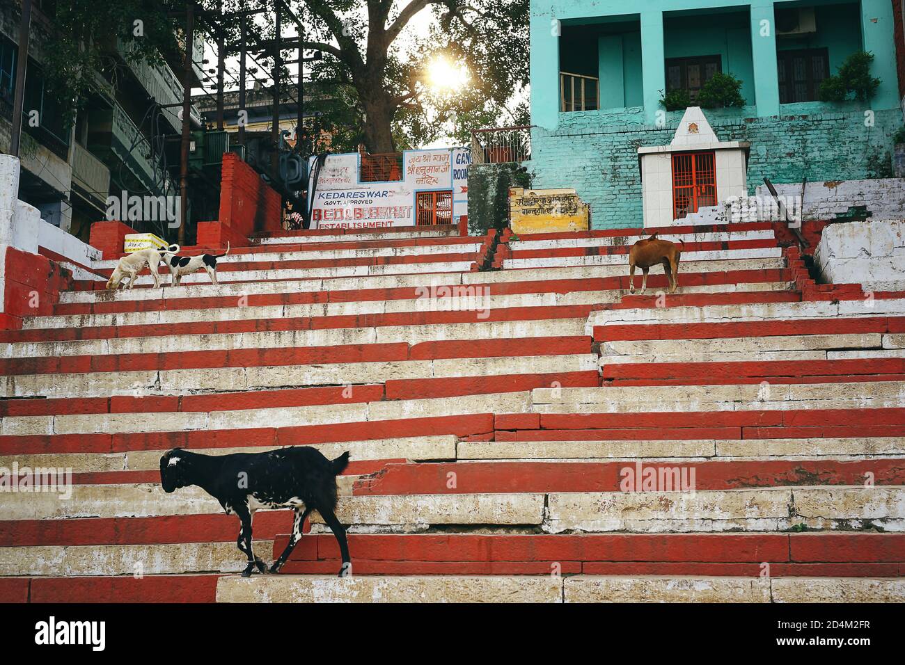 Goats Steps High Resolution Stock Photography and Images - Alamy