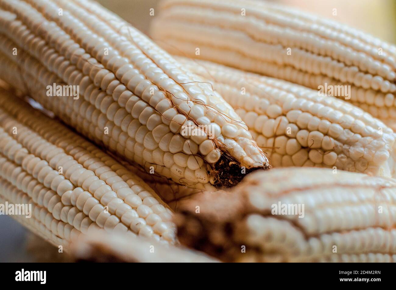 Lots of freshly cut corn Stock Photo - Alamy