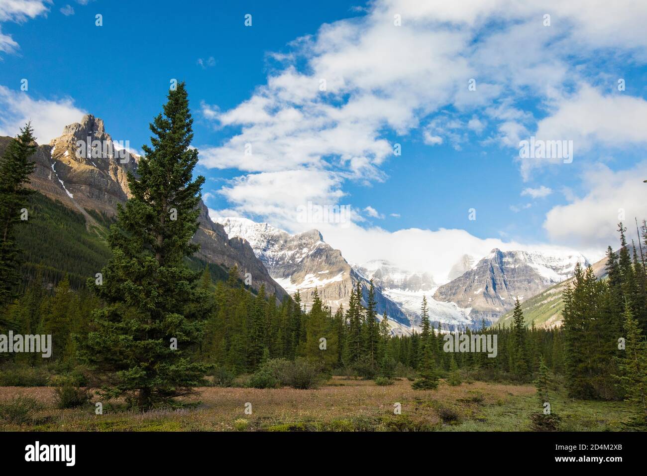 View of Rocky Mountains and sub-alpine forest in Banff National Park ...