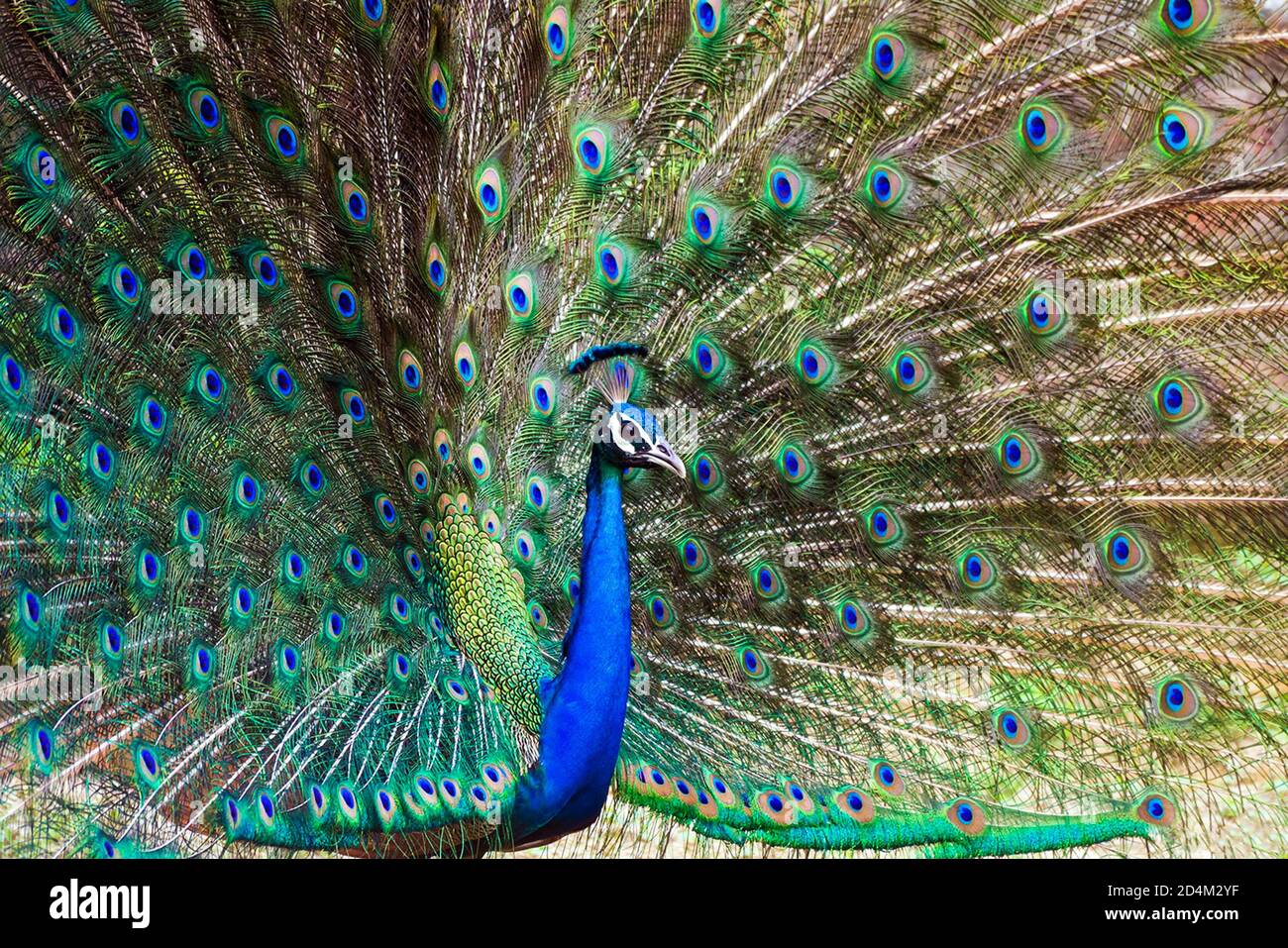 The Indian peafowl, also known as the common peafowl, and blue peafowl ...
