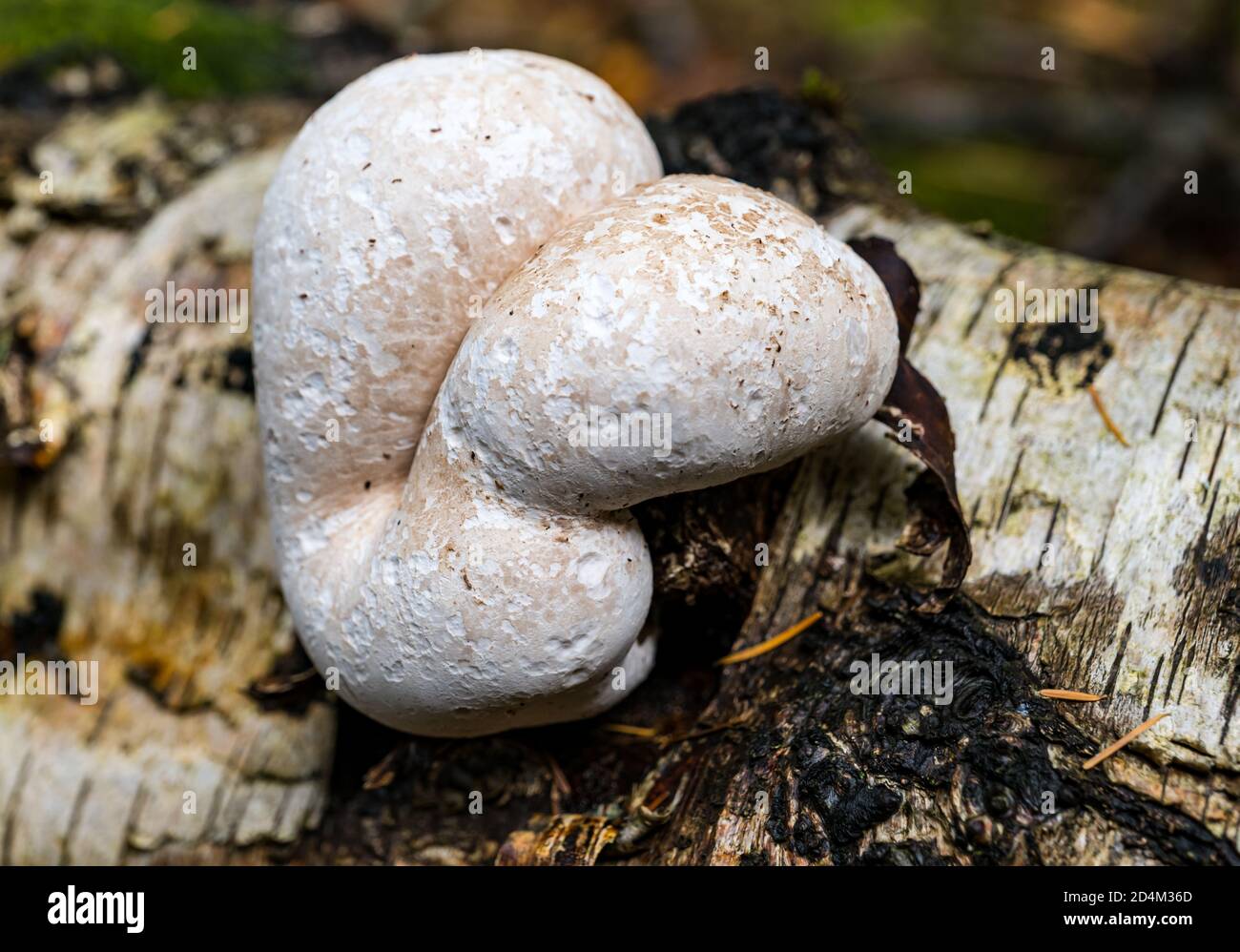 White shelf fungus hi-res stock photography and images - Alamy