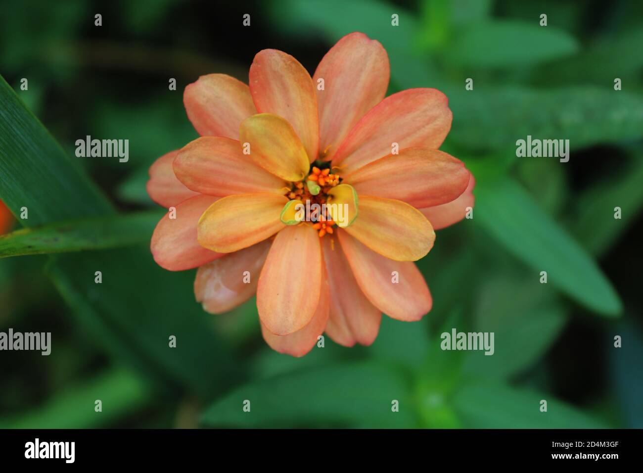 pastel orange flower with many petals on a soft blurred background of ...
