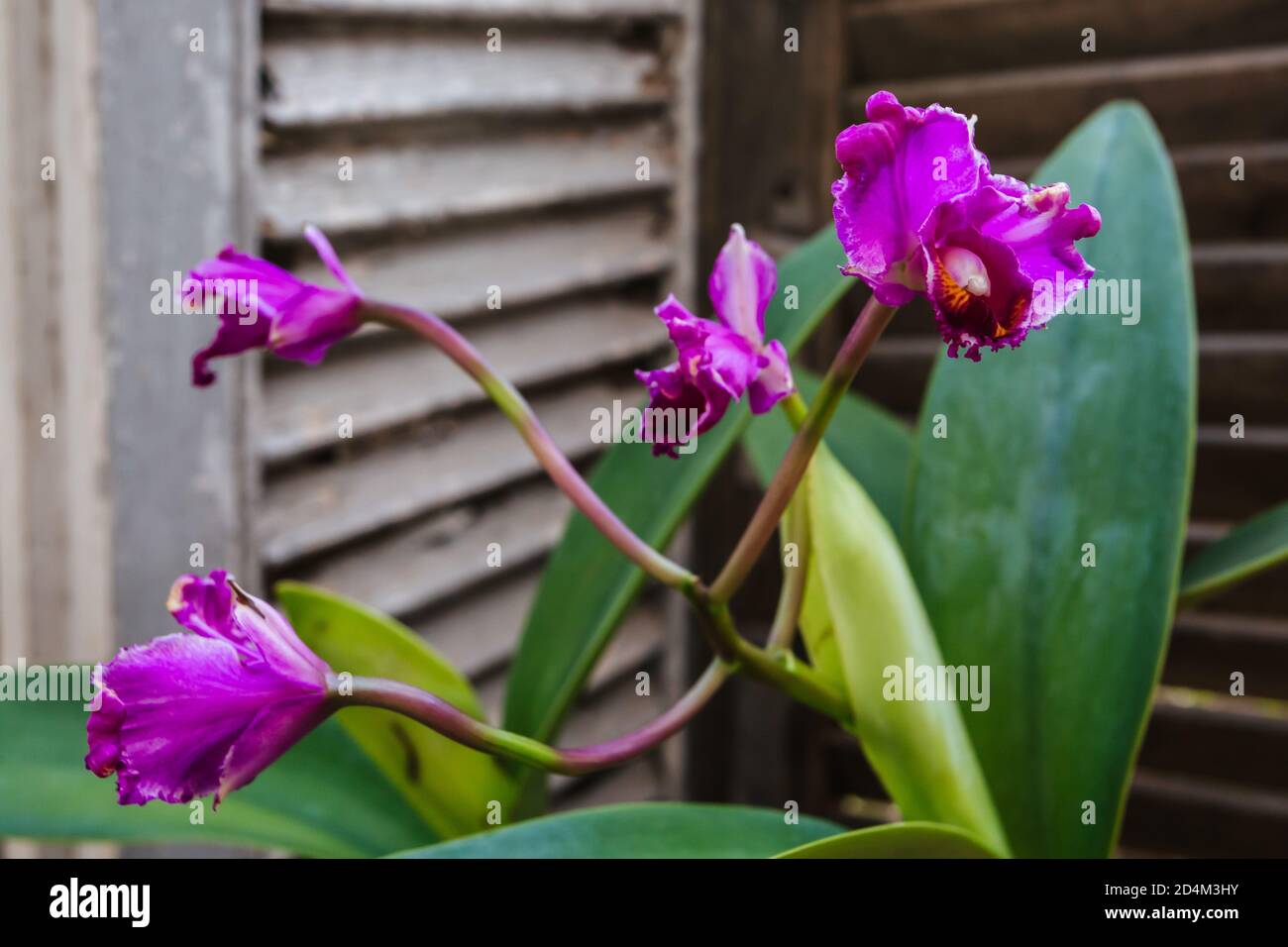 Asuncion, Paraguay. 15th April, 2020. Red in pink, purple Cattleya ...