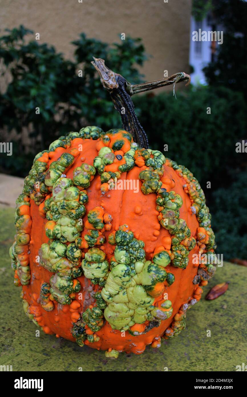 an organic heirloom bumpy pumpkin with lots of naturally occurring ...