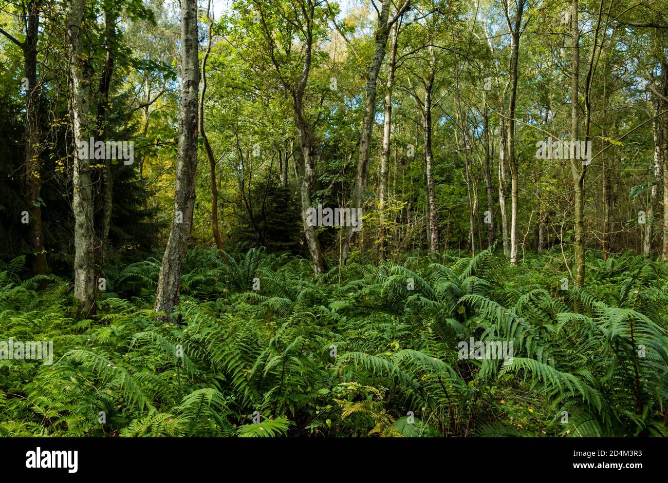 Ferns in britain hi-res stock photography and images - Alamy