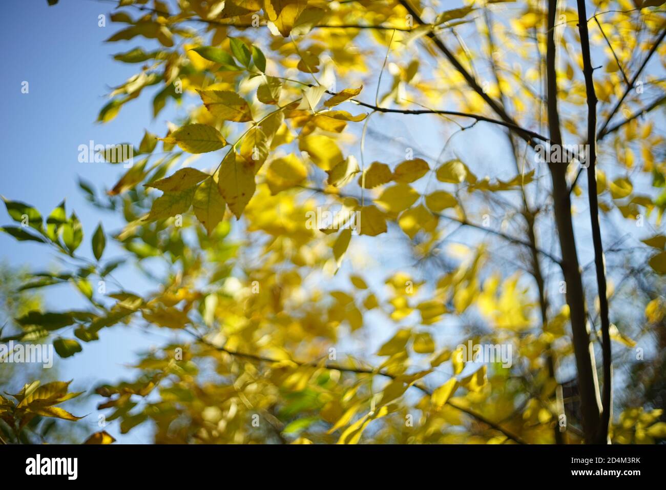 Thin soft branches hi-res stock photography and images - Alamy