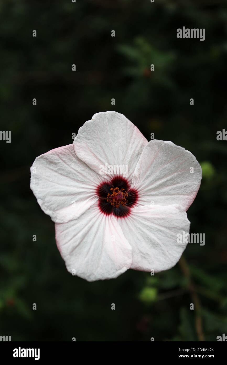 Simple white flower hi-res stock photography and images - Alamy