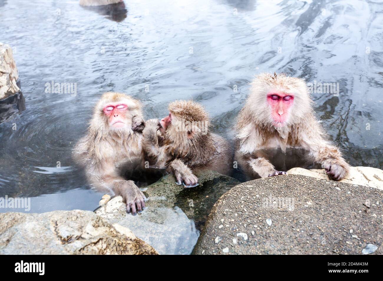 Three Snow monkeys sitting in a hot spring at Jigokudani Yaen-Koen ...