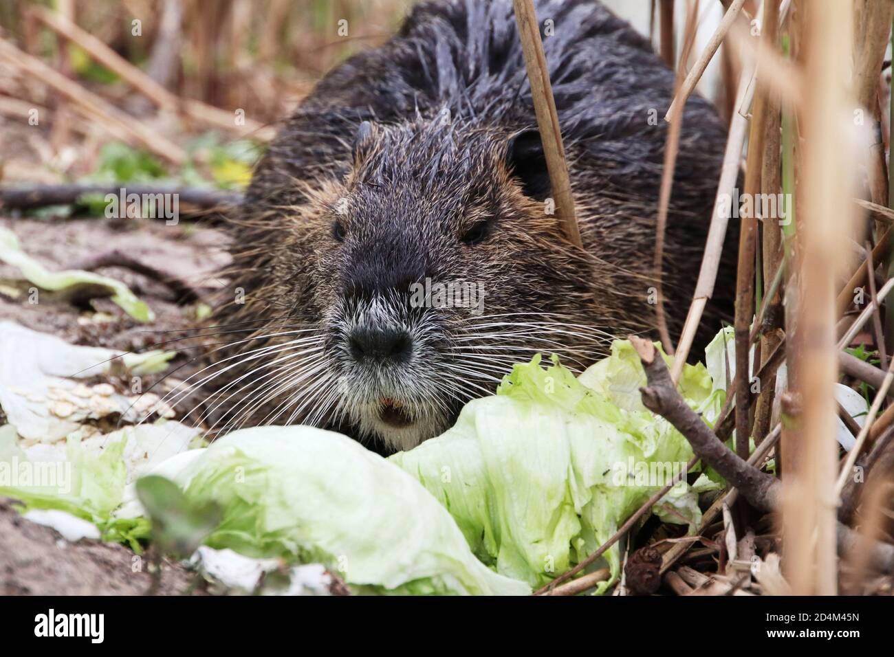 Nutria (myocastor coypus) in a Park, Germany Stock Photo - Alamy