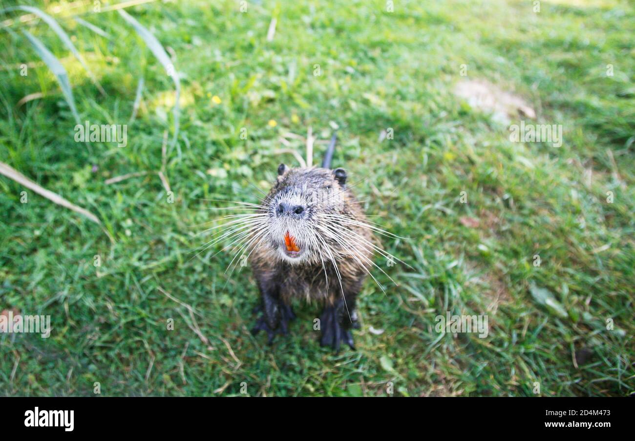 Nutria (myocastor coypus) in a Park, Germany Stock Photo - Alamy