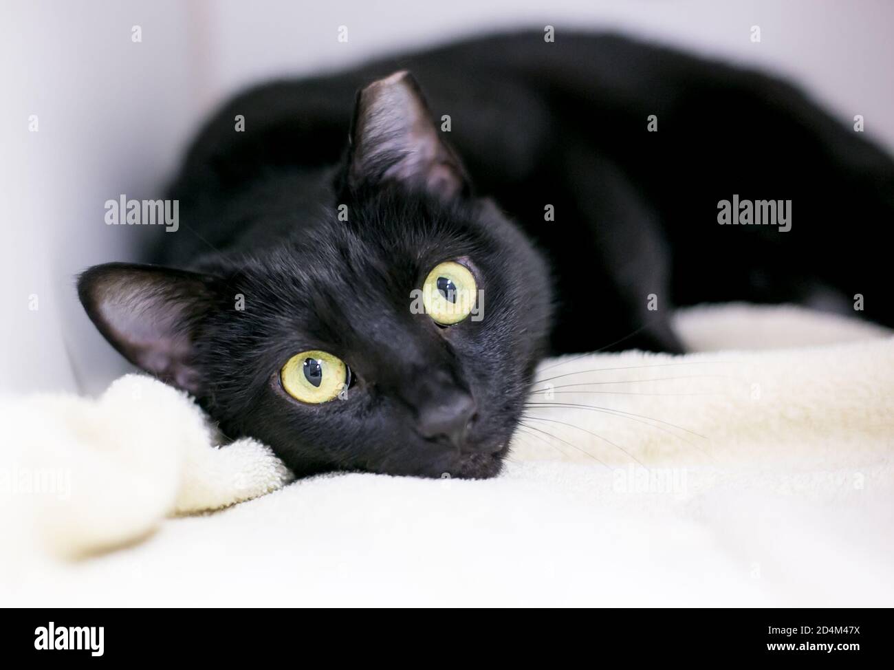 A black shorthair cat with its left ear tipped, lying down on a blanket ...