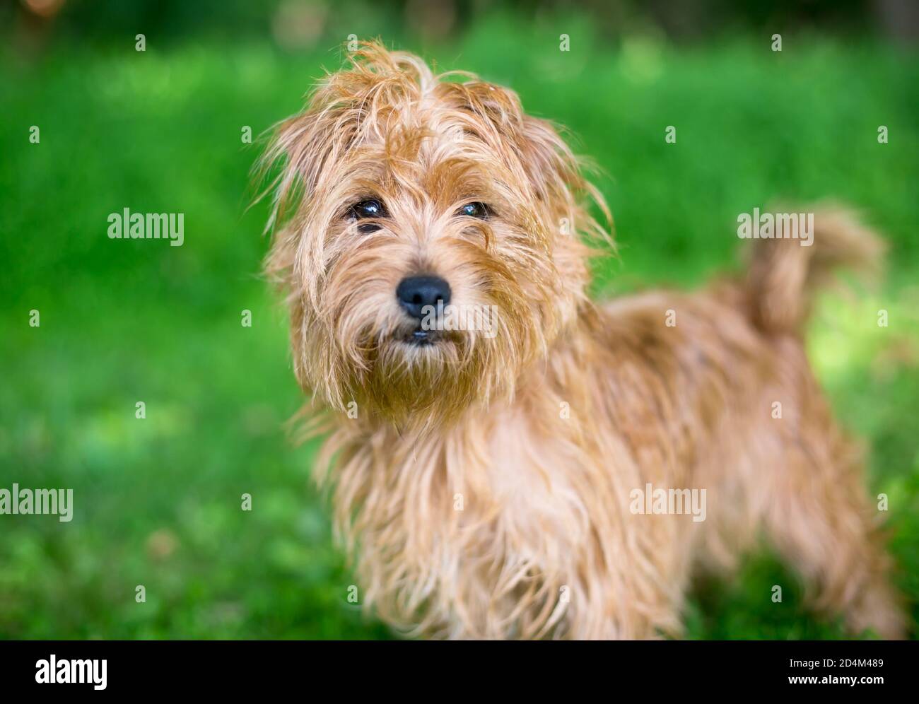 Hairy mutt hi-res stock photography and images - Alamy