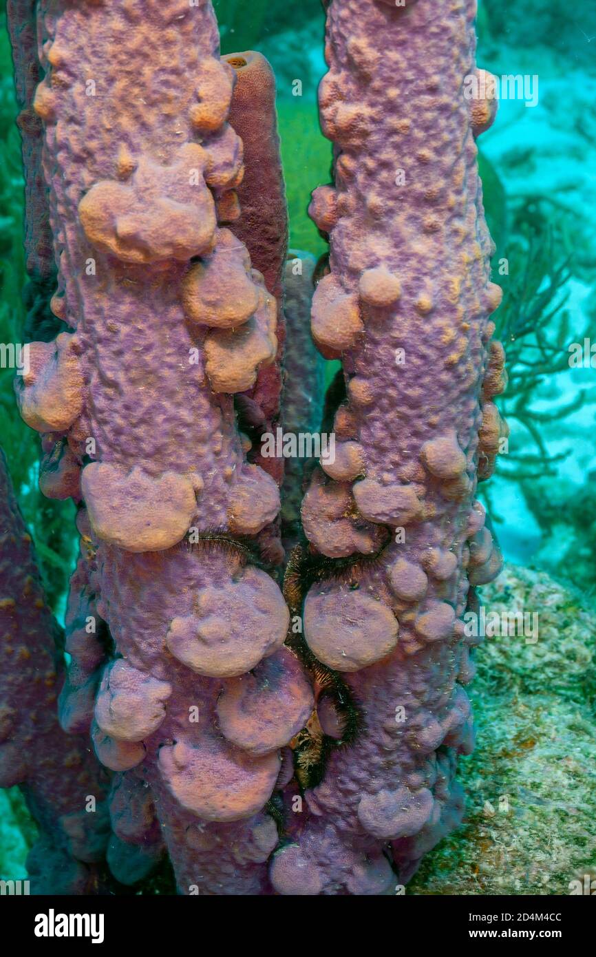Aplysina archeri, stove-pipe sponge,tube sponge, long tube, structure ...
