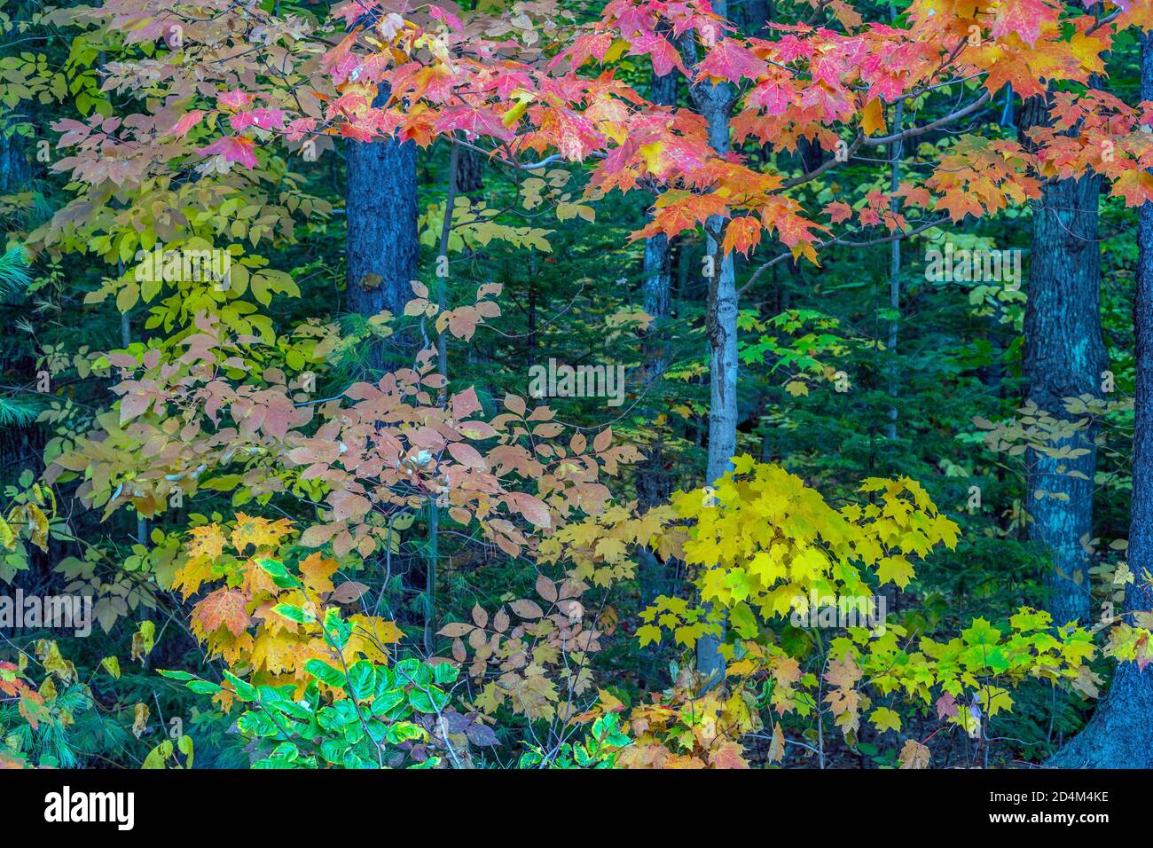 Autumn fall foliage in forest Stock Photo - Alamy