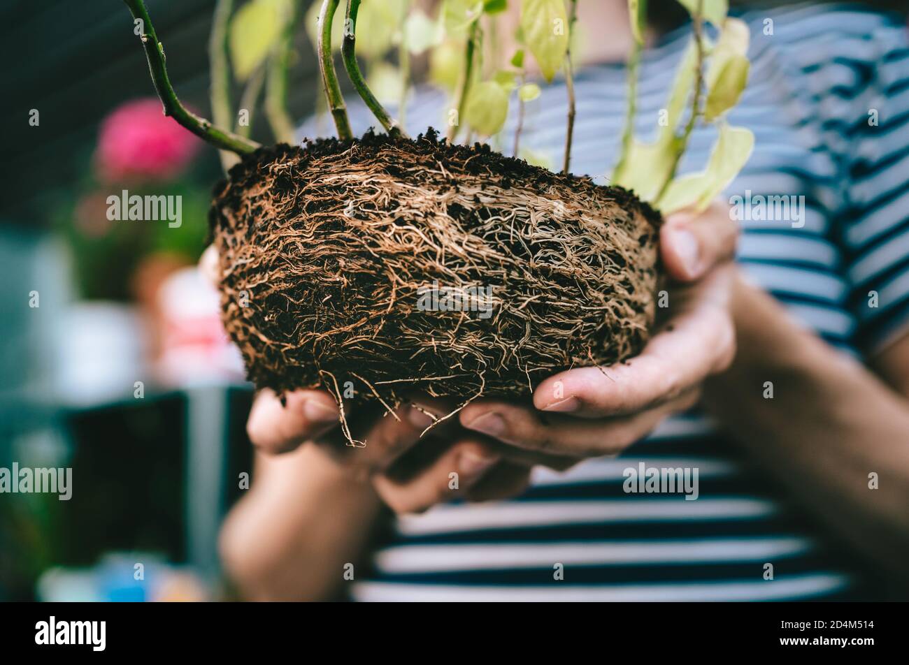 Cropped view of human hands holding a plant with visible roots and soil ...