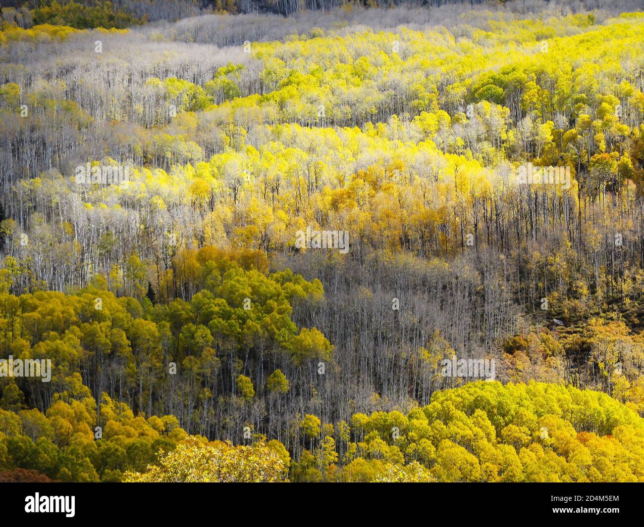 Patchwork of different Quacking Aspen, in the Fall, with some still ...