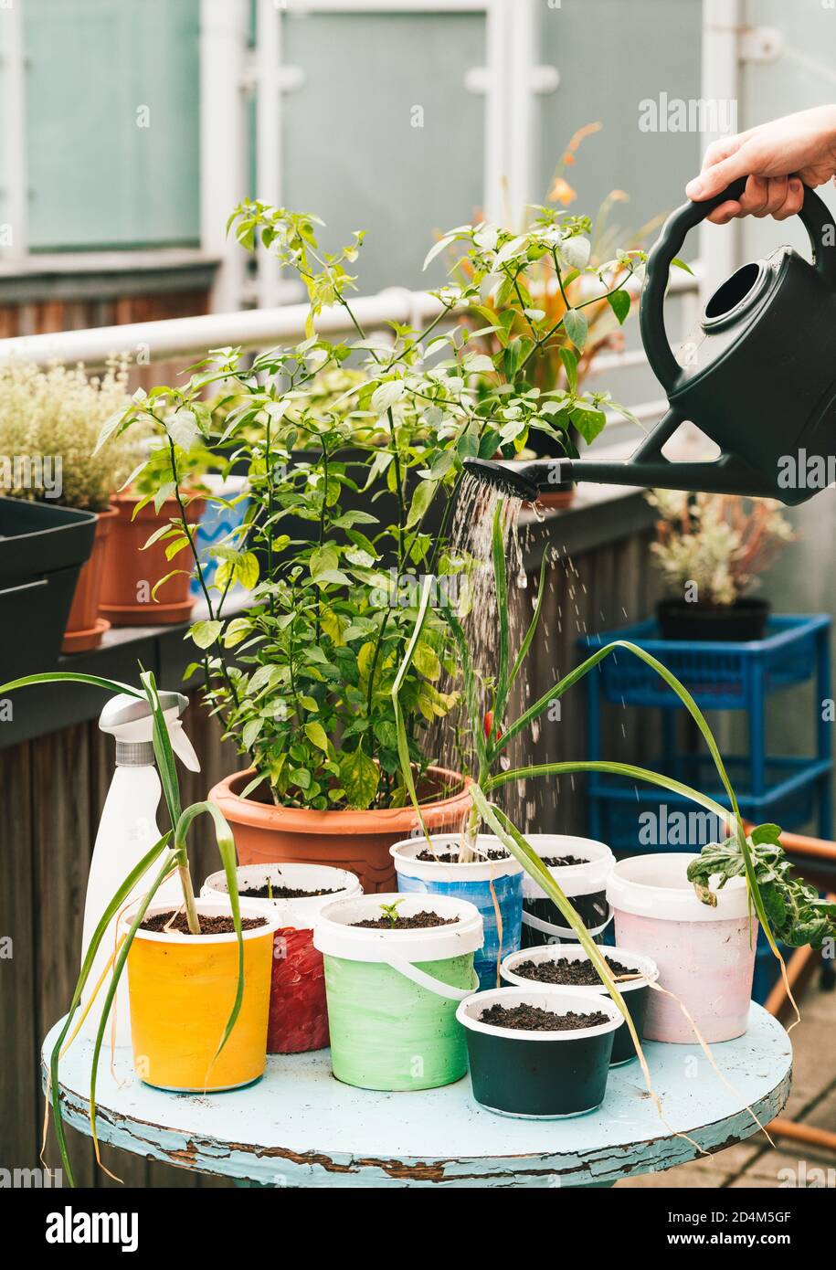 Plants being watered in a balcony Stock Photo - Alamy