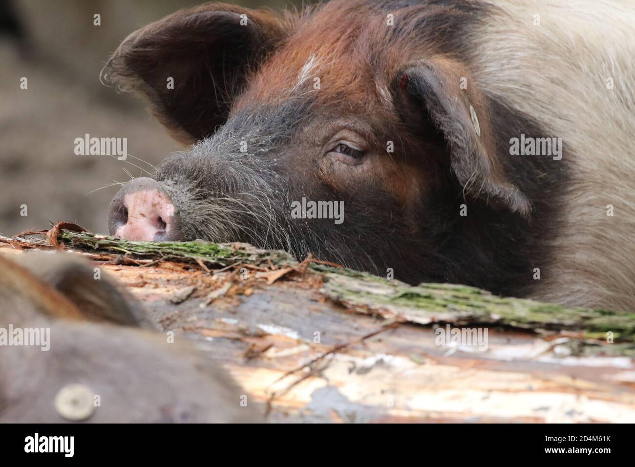 close up of a pig Stock Photo - Alamy