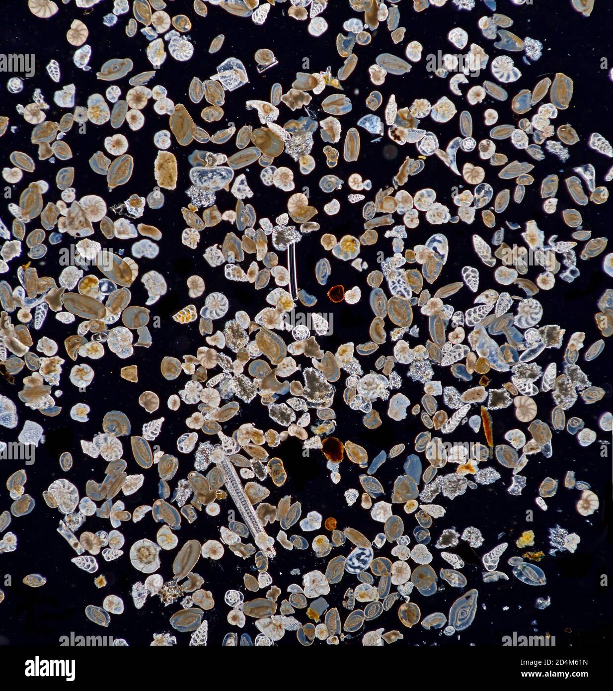 Foraminifera forams hi-res stock photography and images - Alamy