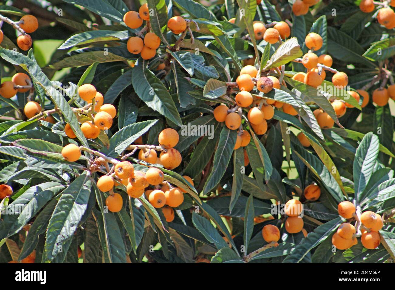 Nefles hi-res stock photography and images - Alamy