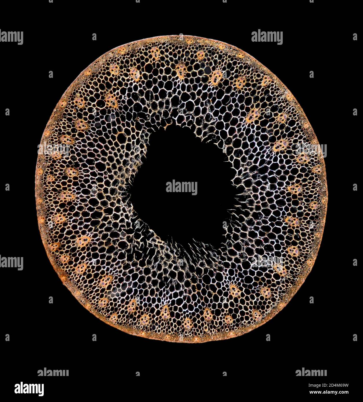 Oat stem TS. Avena sativa, stained section Stock Photo - Alamy