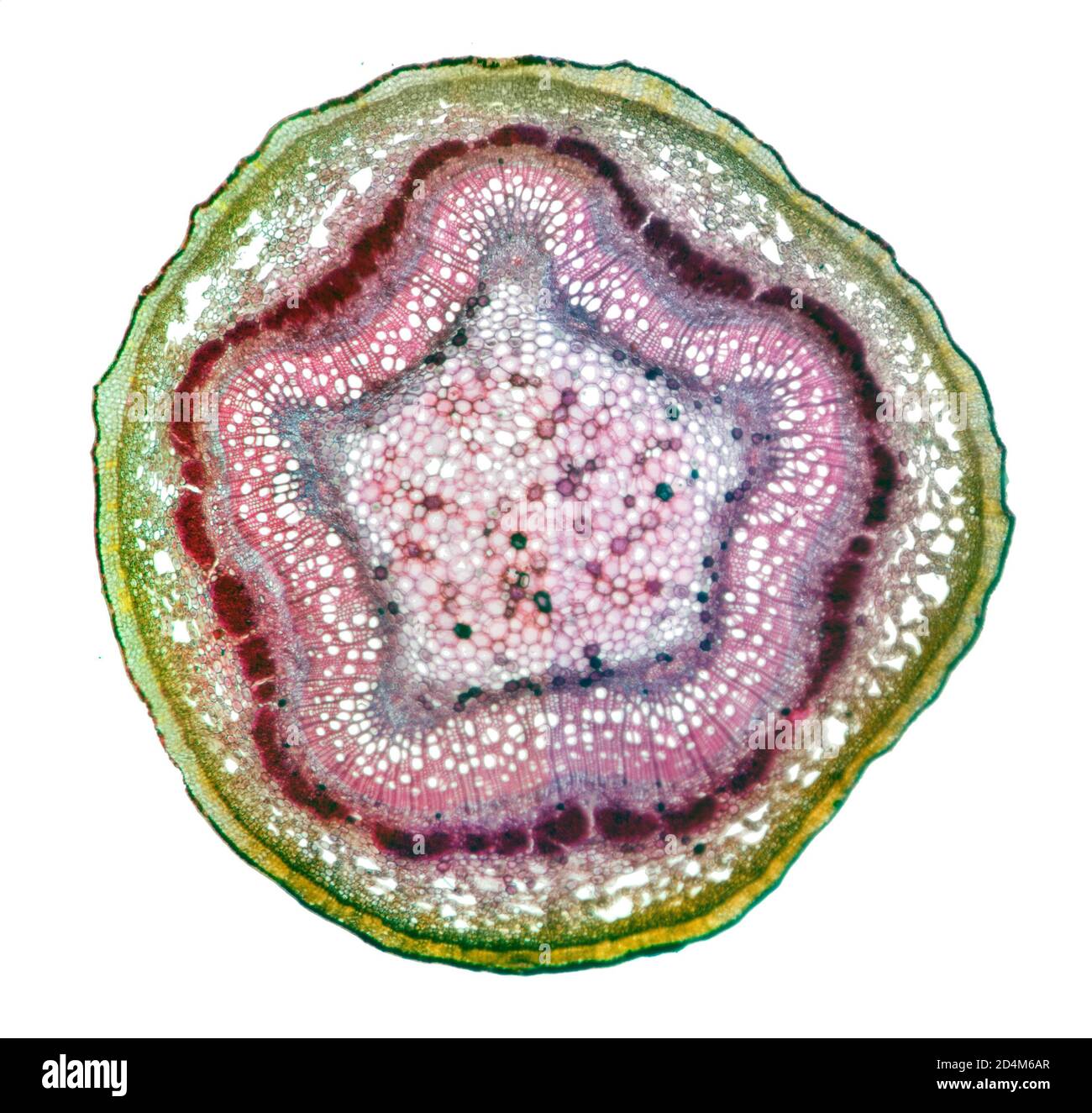 Poplar tree, Populus sp., twig stem TS, stained section. brightfield ...