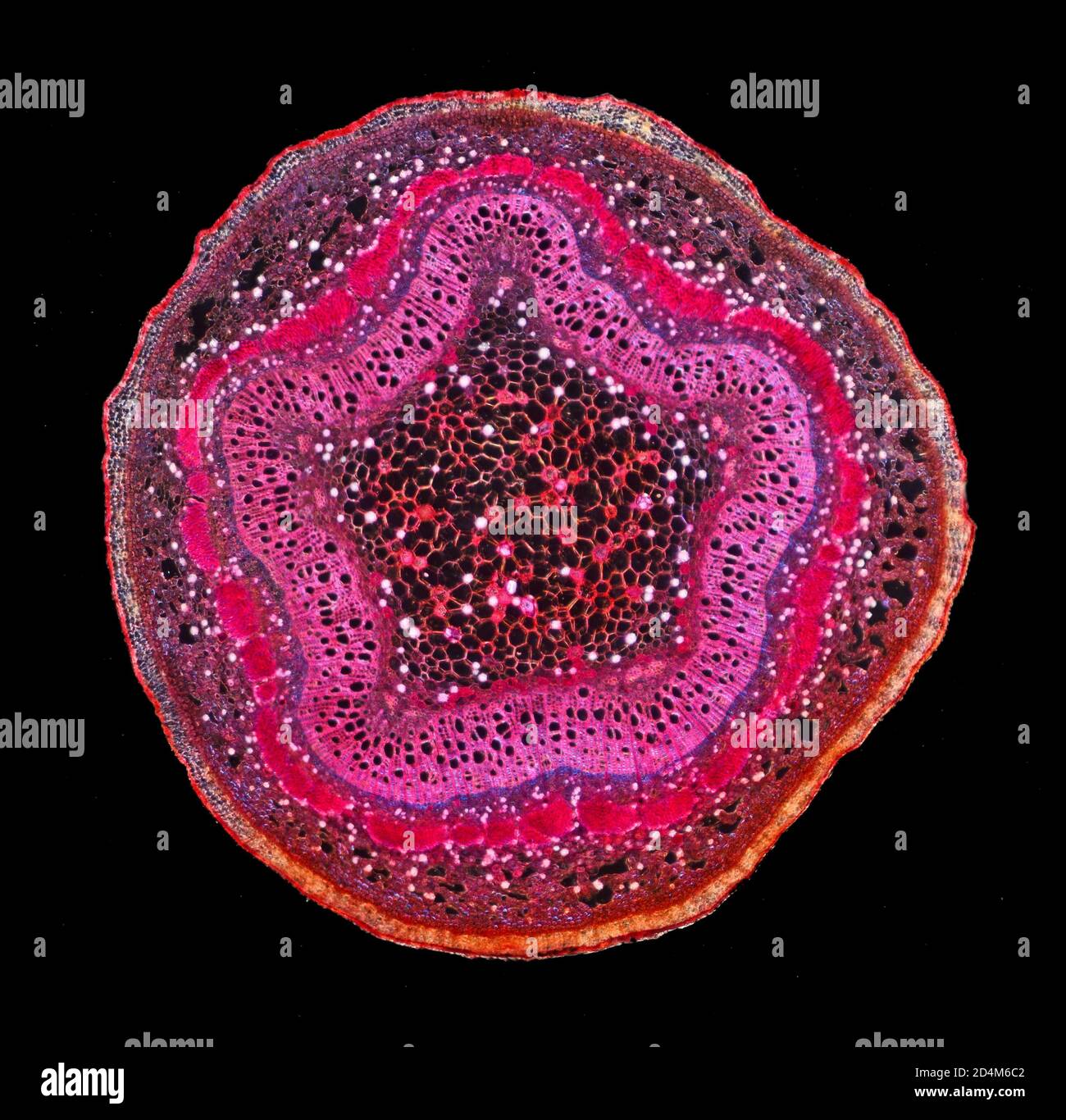 Poplar tree, Populus sp., twig stem TS, stained section Stock Photo - Alamy