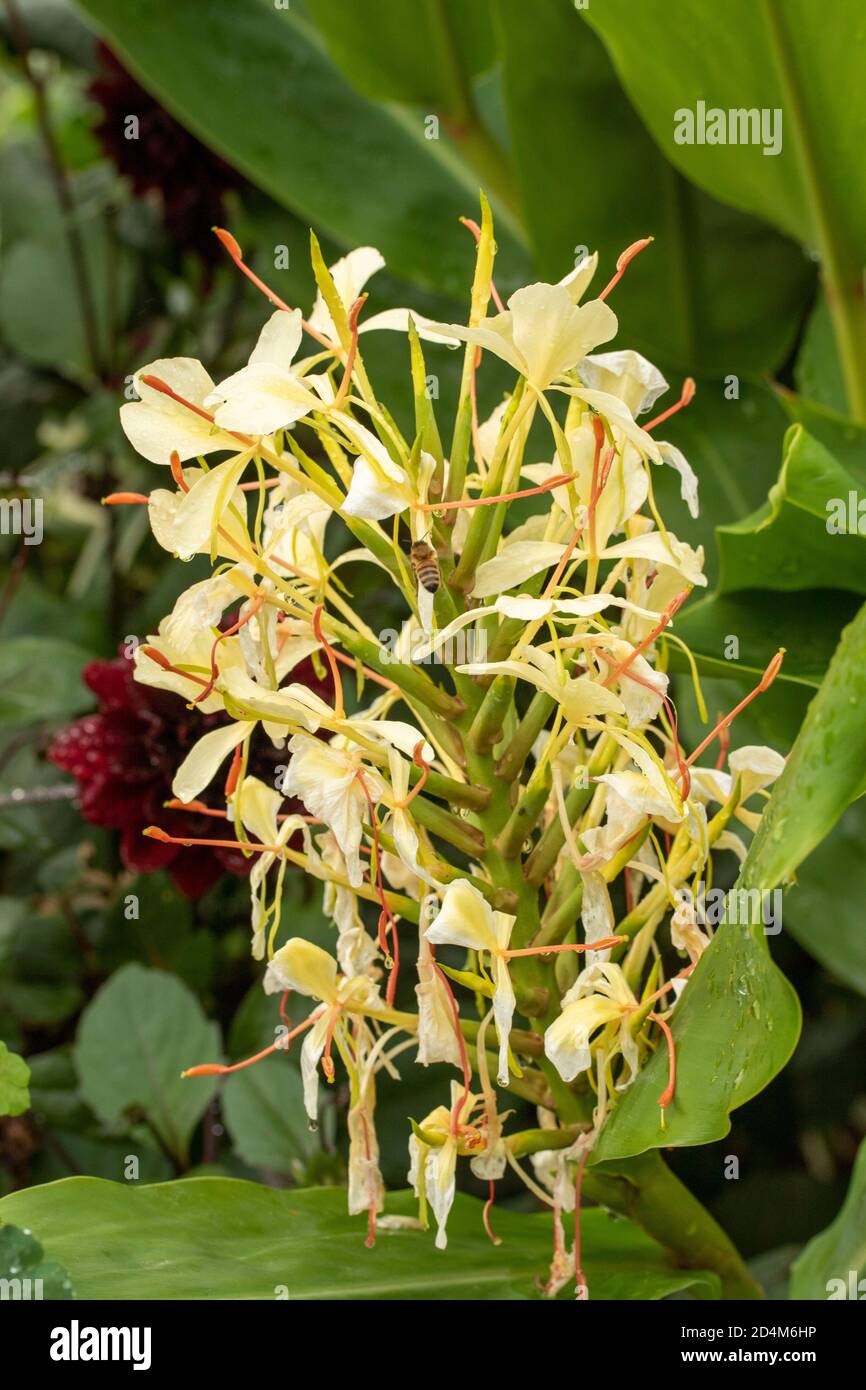 Cream flowers with a yellow centre hi-res stock photography and images ...