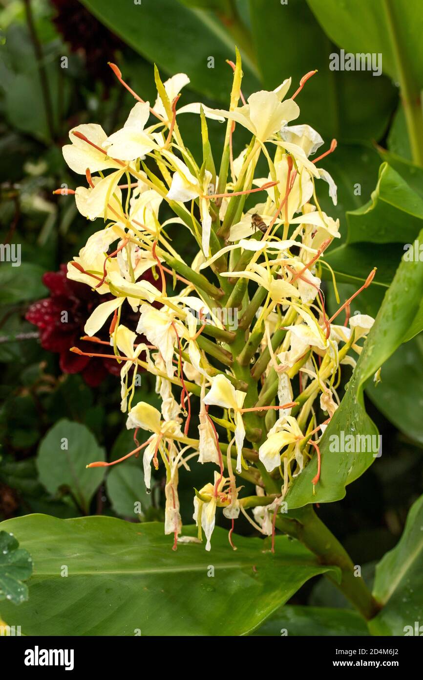 Hedychium devon cream hi-res stock photography and images - Alamy