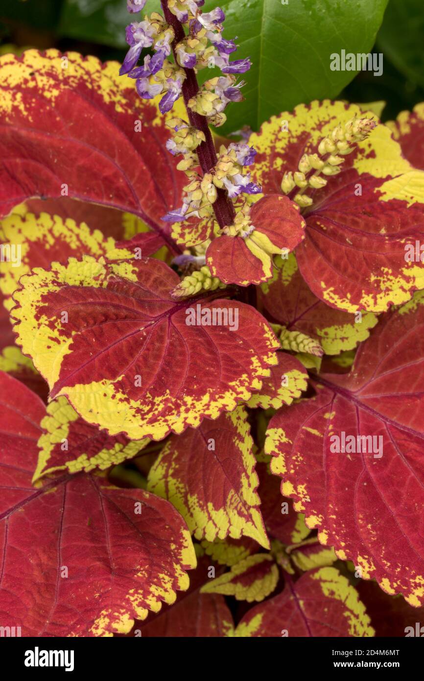 Coleus (solenostemon) ‘trusty rusty’ hi-res stock photography and ...