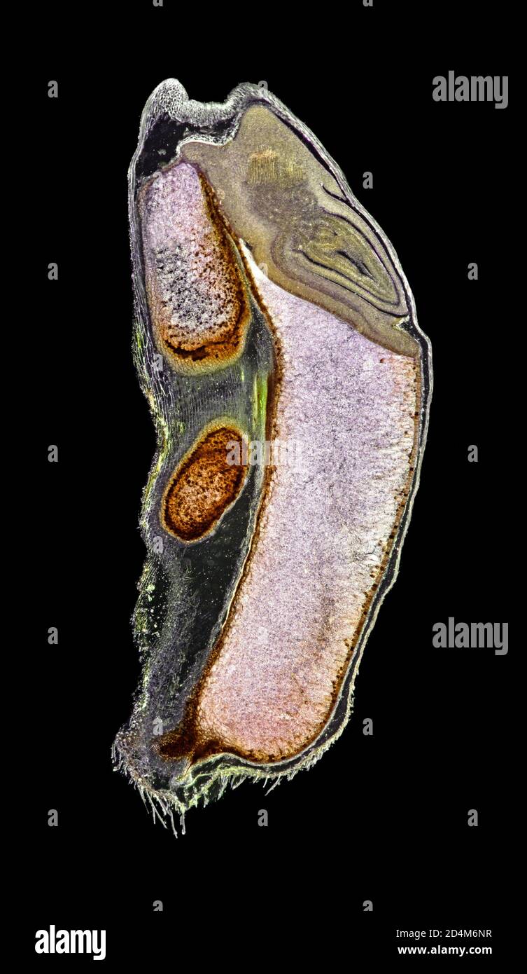 Wheat seed LS, embryo, Triticum sativum Stock Photo - Alamy
