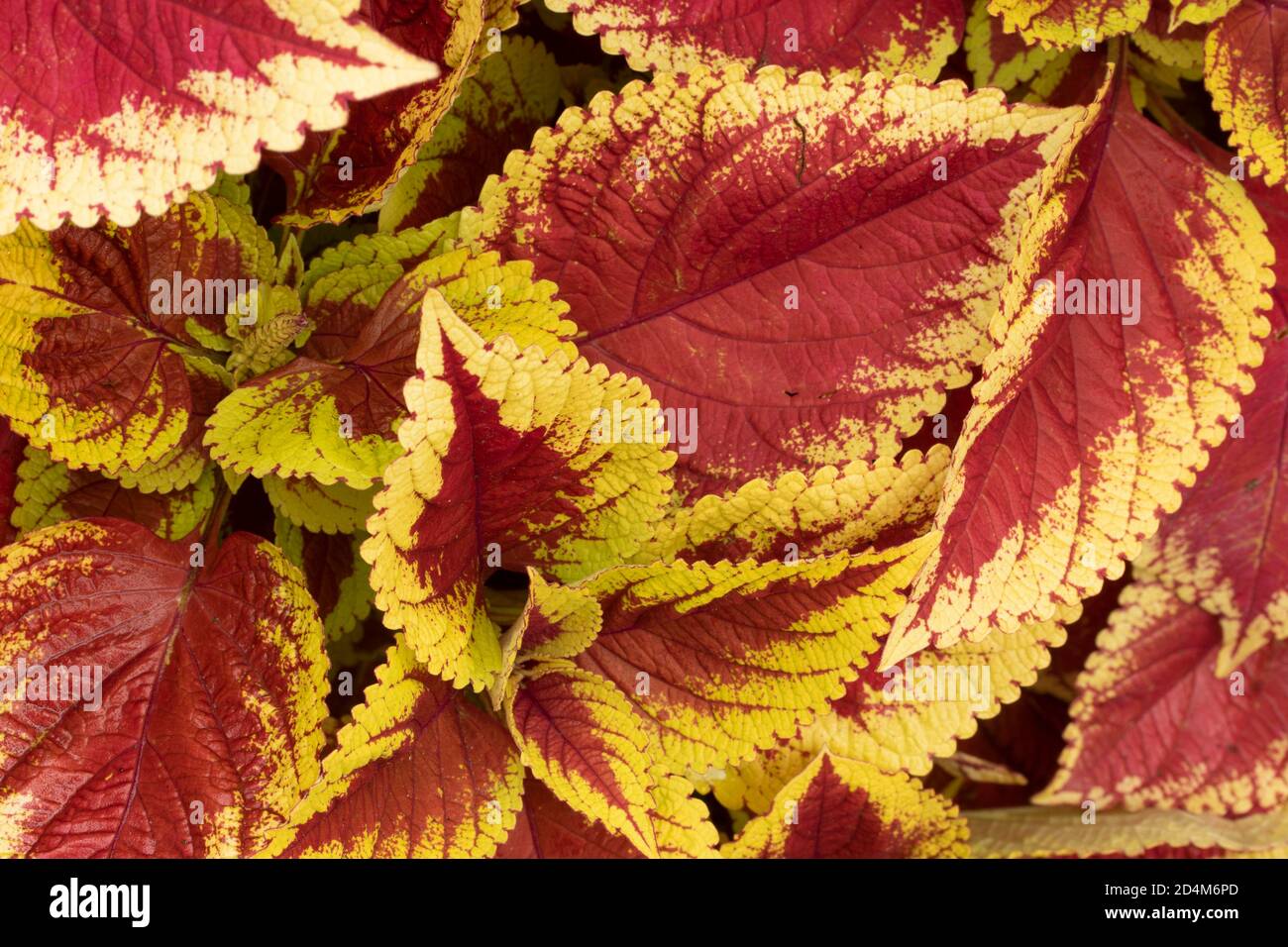 Coleus (solenostemon) ‘trusty rusty’ hi-res stock photography and ...