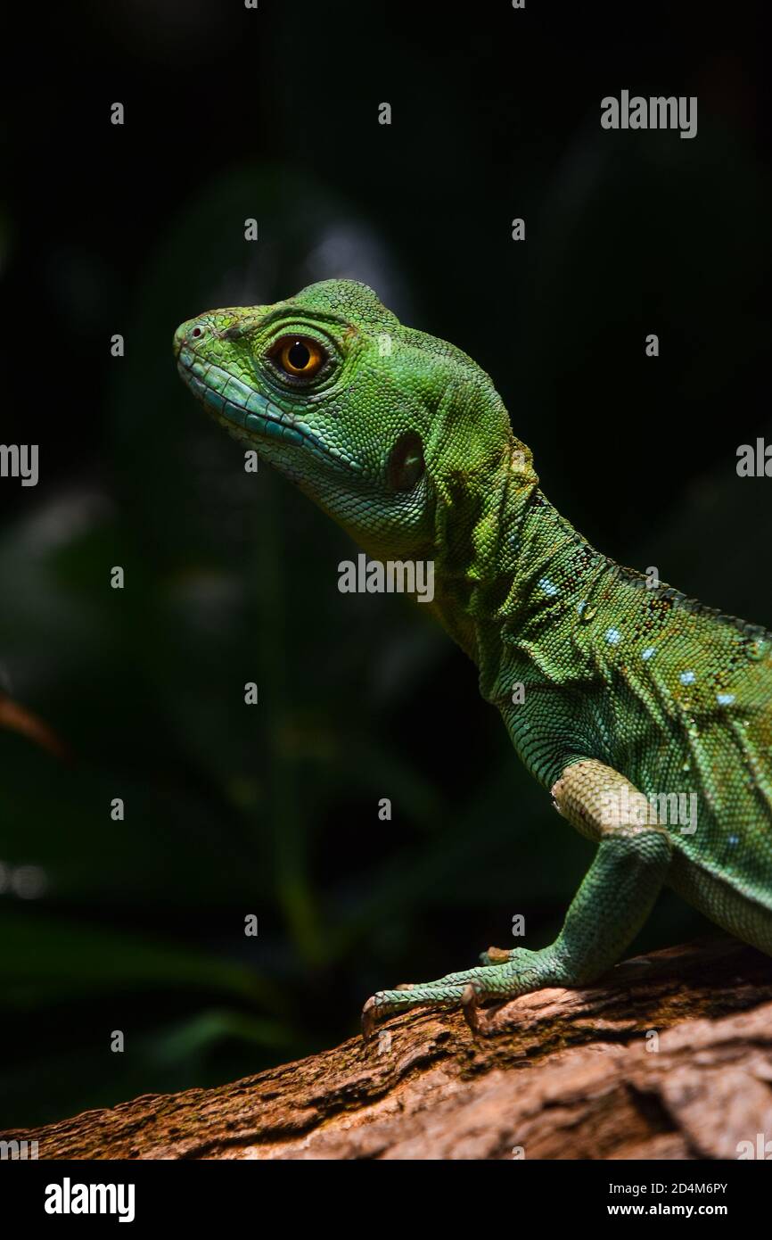 Close up profile portrait of vivid green lizard, high angle, side view ...
