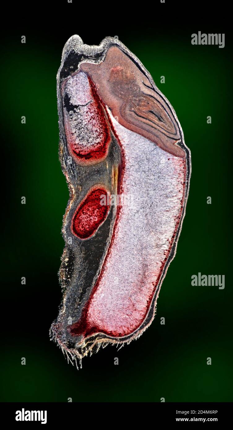 Bread embryo hi-res stock photography and images - Alamy