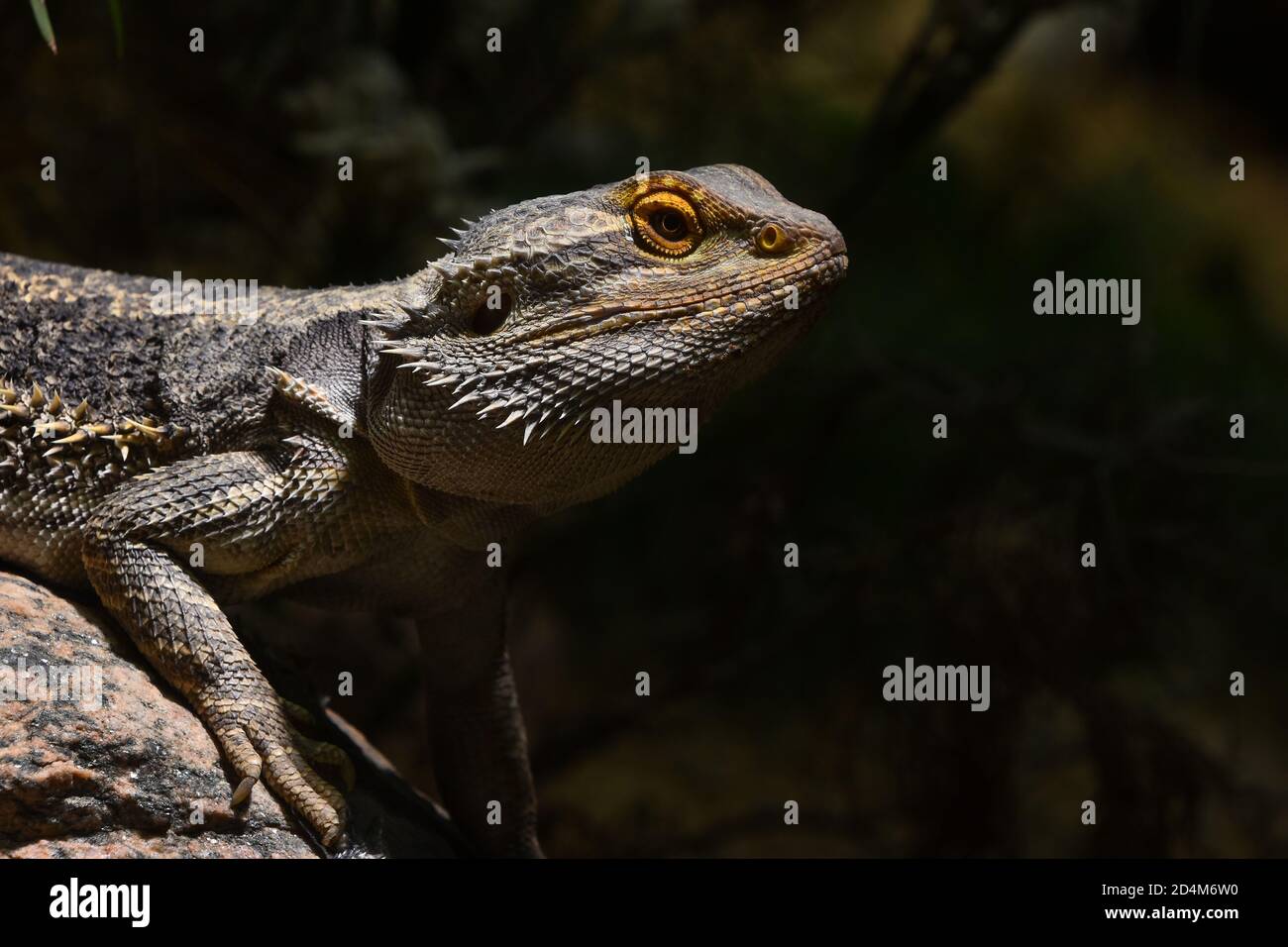 Australian Lizard Profile High Resolution Stock Photography and Images ...
